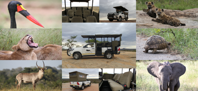 Book a Kruger Park Game Drive | Lion Roar Safaris, South Africa